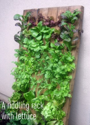 A riddling rack as a lettuce garden | TastingSpoons